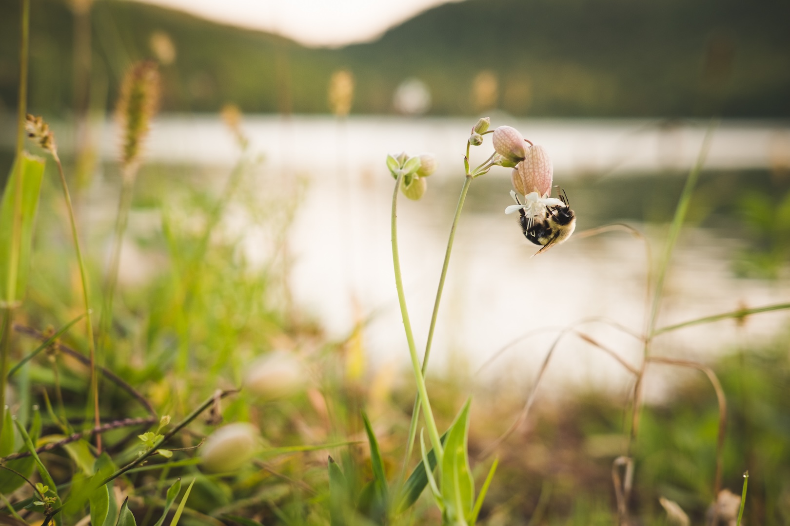 Festival de la biodiversité : Journée portes ouvertes à la Réserve ...