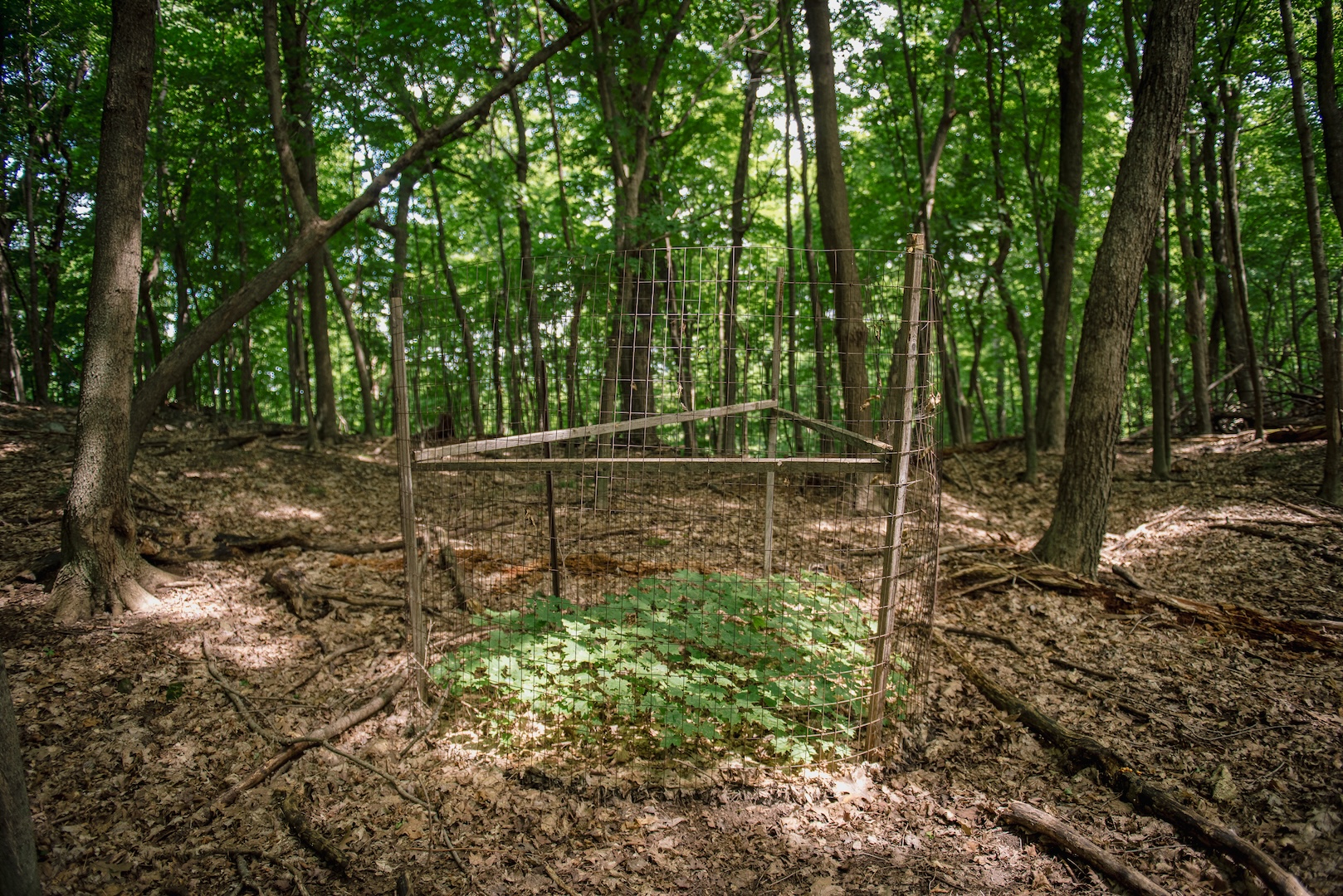 Sustaining the Understory: The Grand Exclosure Project - Gault Nature ...