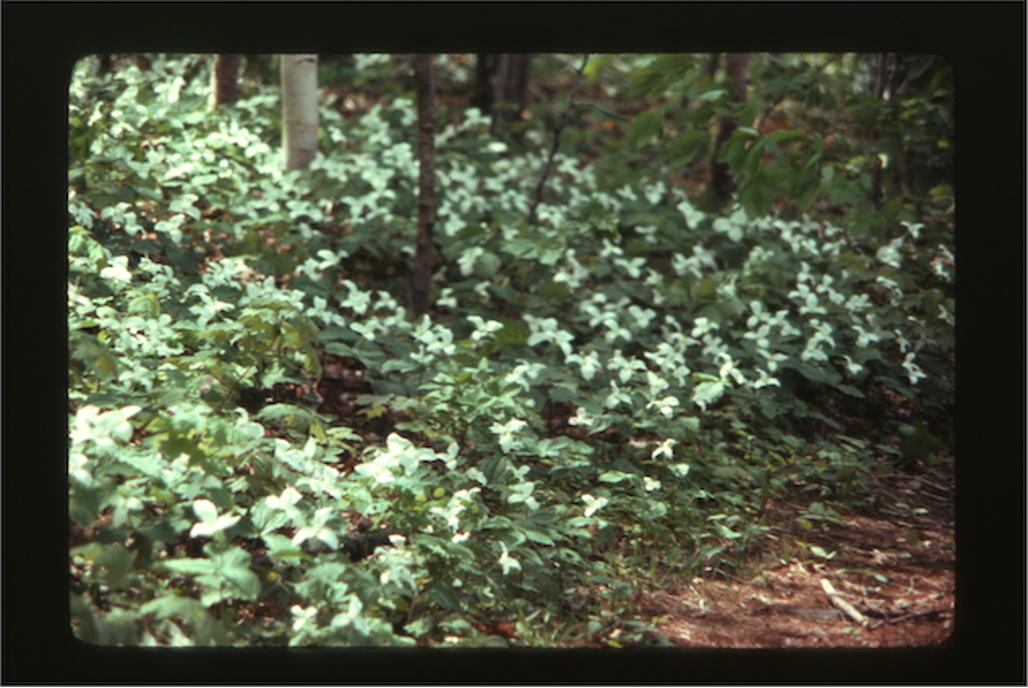 Réserve Naturelle Gault